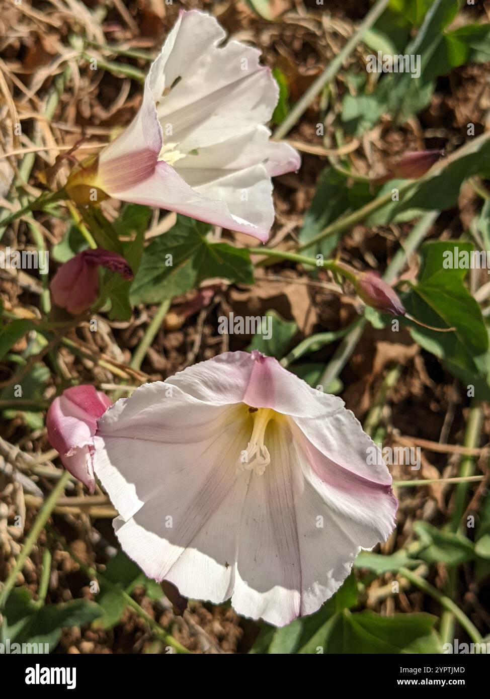 Pacific False Bindweed (Calystegia purpurata Stock Photo - Alamy