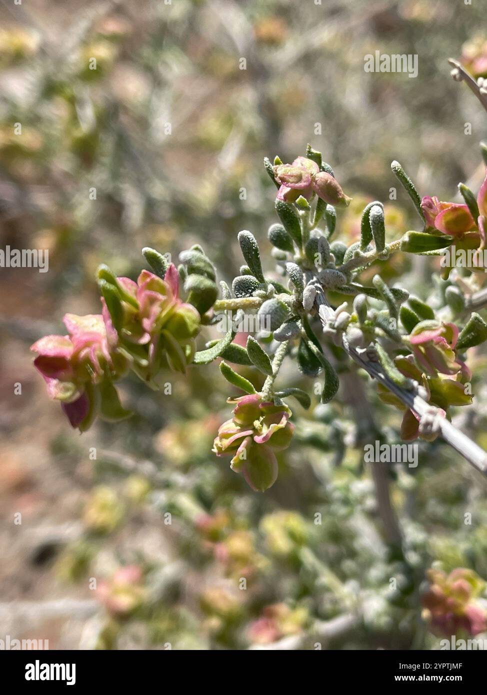 Hopsage (Grayia spinosa Stock Photo - Alamy