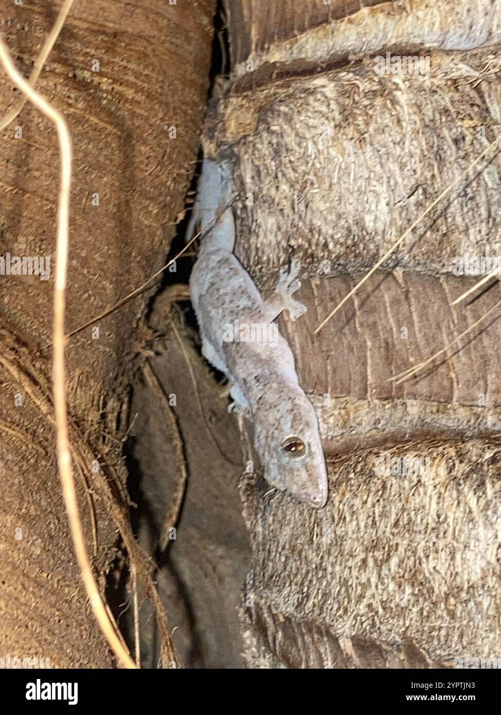 Tropical House Gecko (Hemidactylus mabouia Stock Photo - Alamy