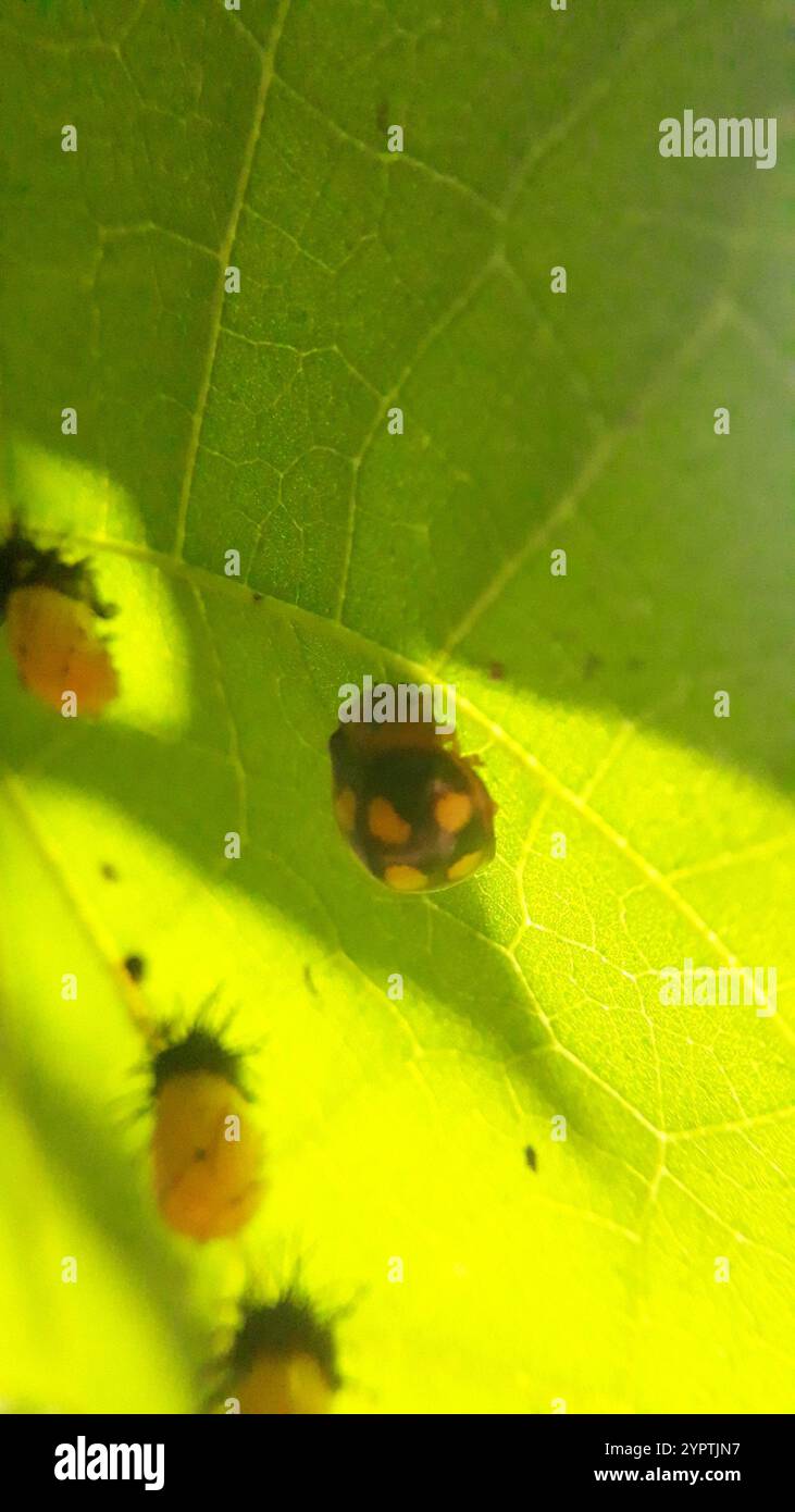 Epilachna hi-res stock photography and images - Alamy