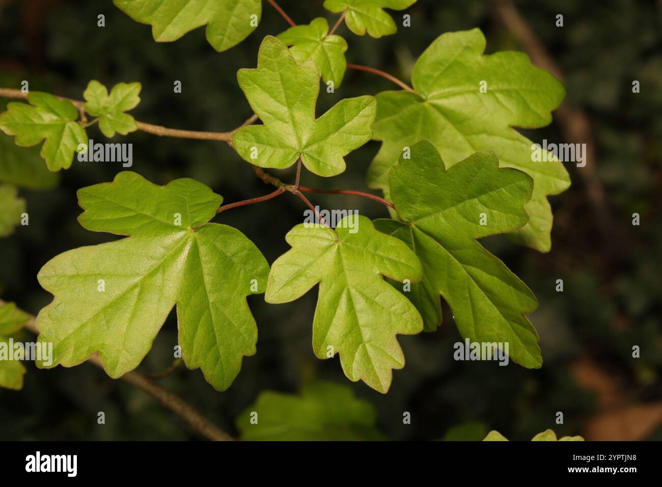 field maple (Acer campestre Stock Photo - Alamy