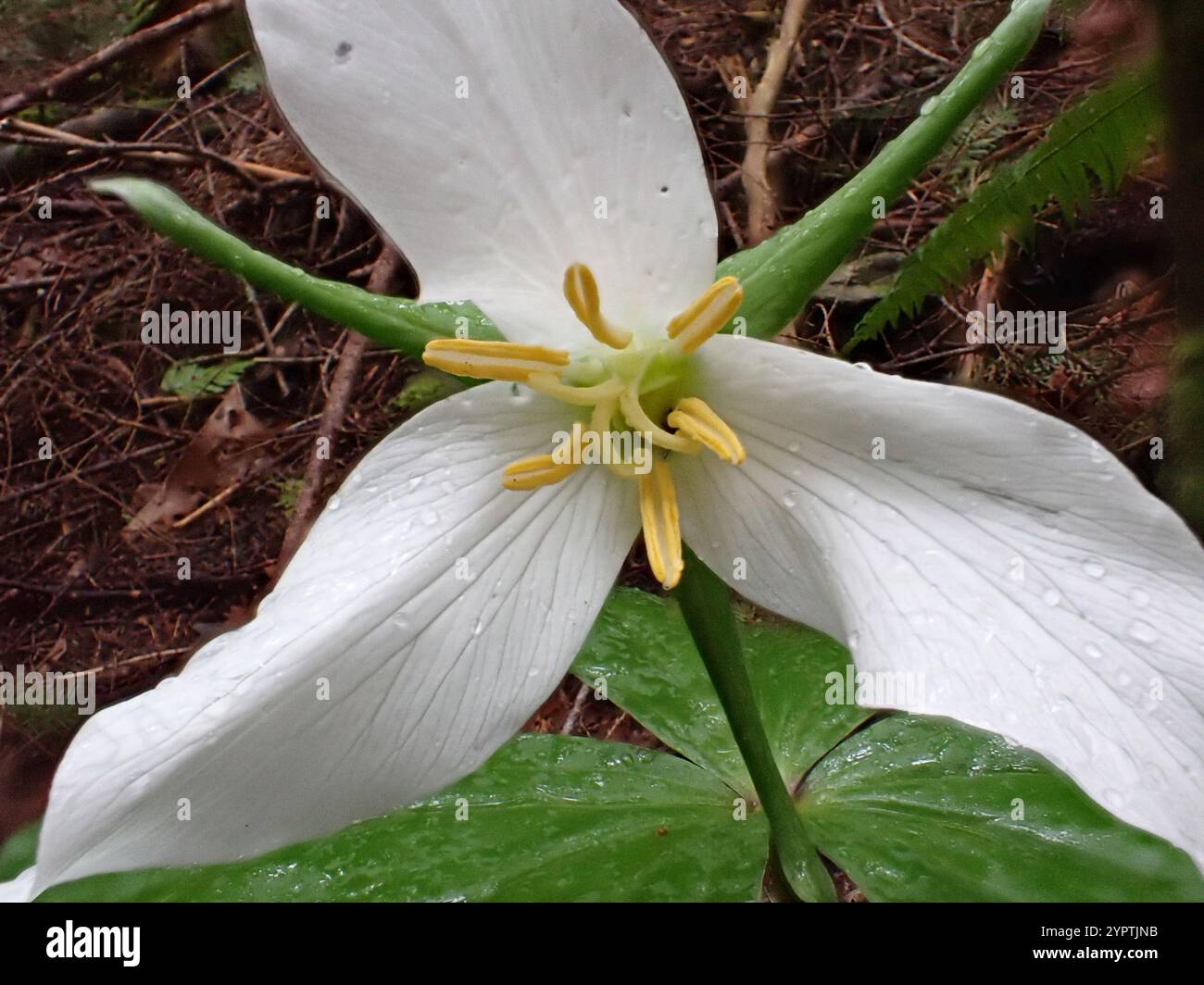 Pacific trillium (Trillium ovatum Stock Photo - Alamy