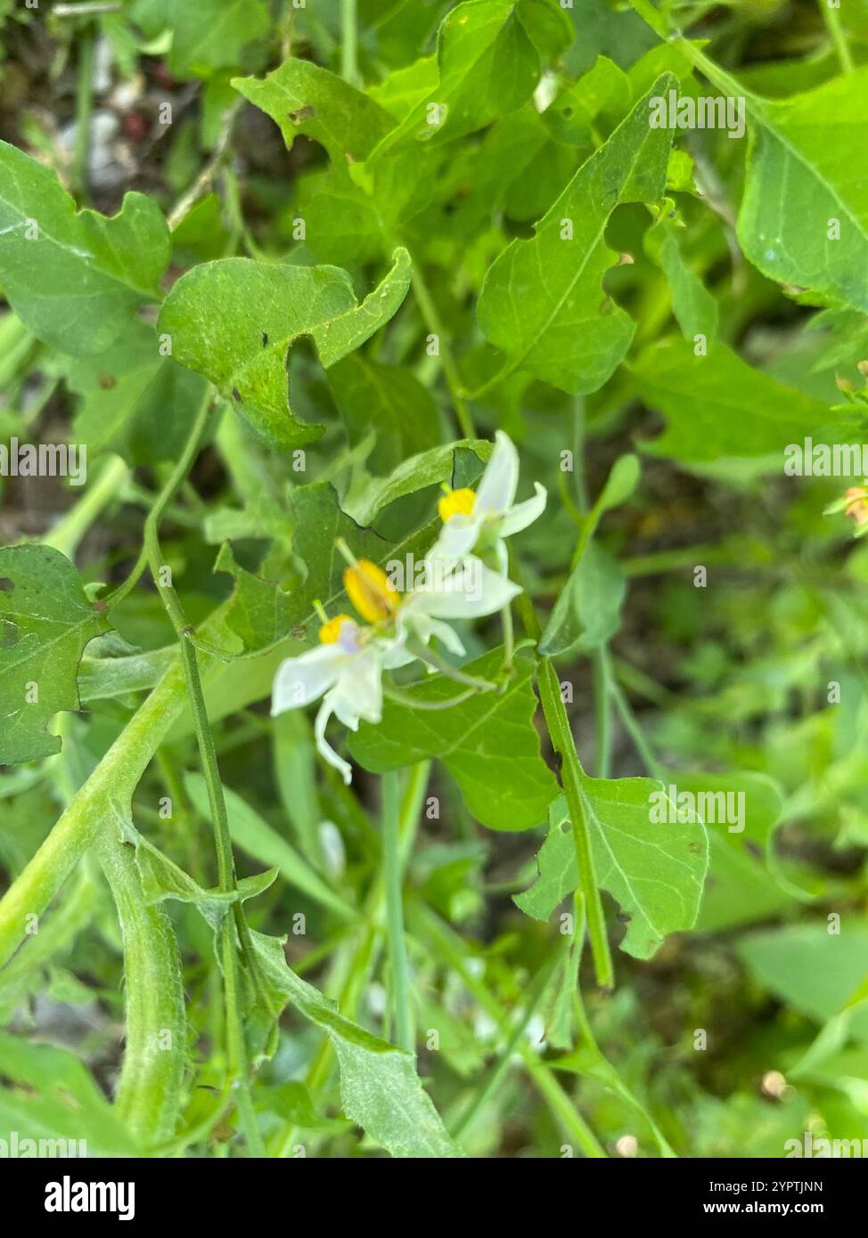 Texas nightshade (Solanum triquetrum Stock Photo - Alamy