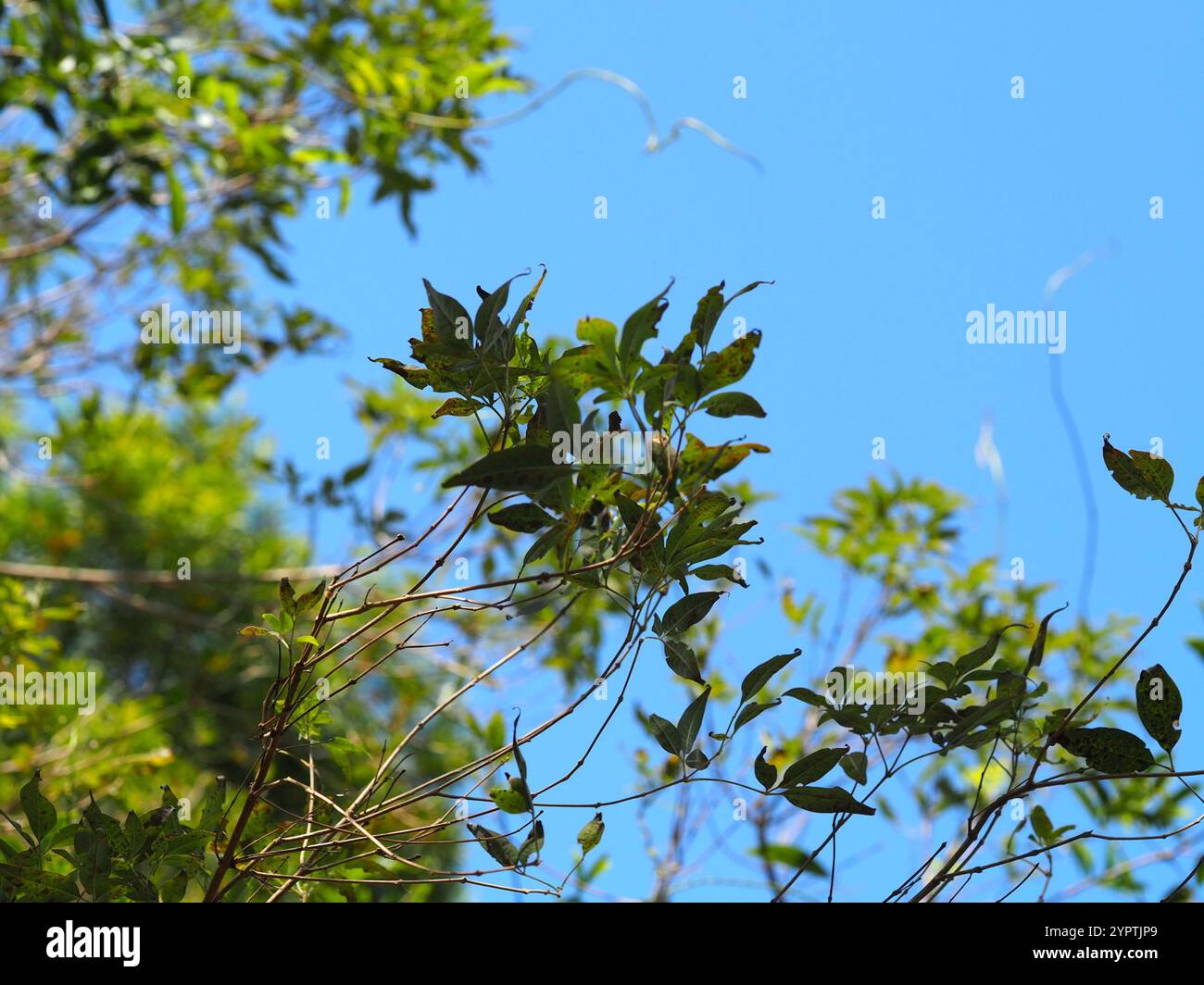 Five-leaved chaste tree (Vitex negundo Stock Photo - Alamy