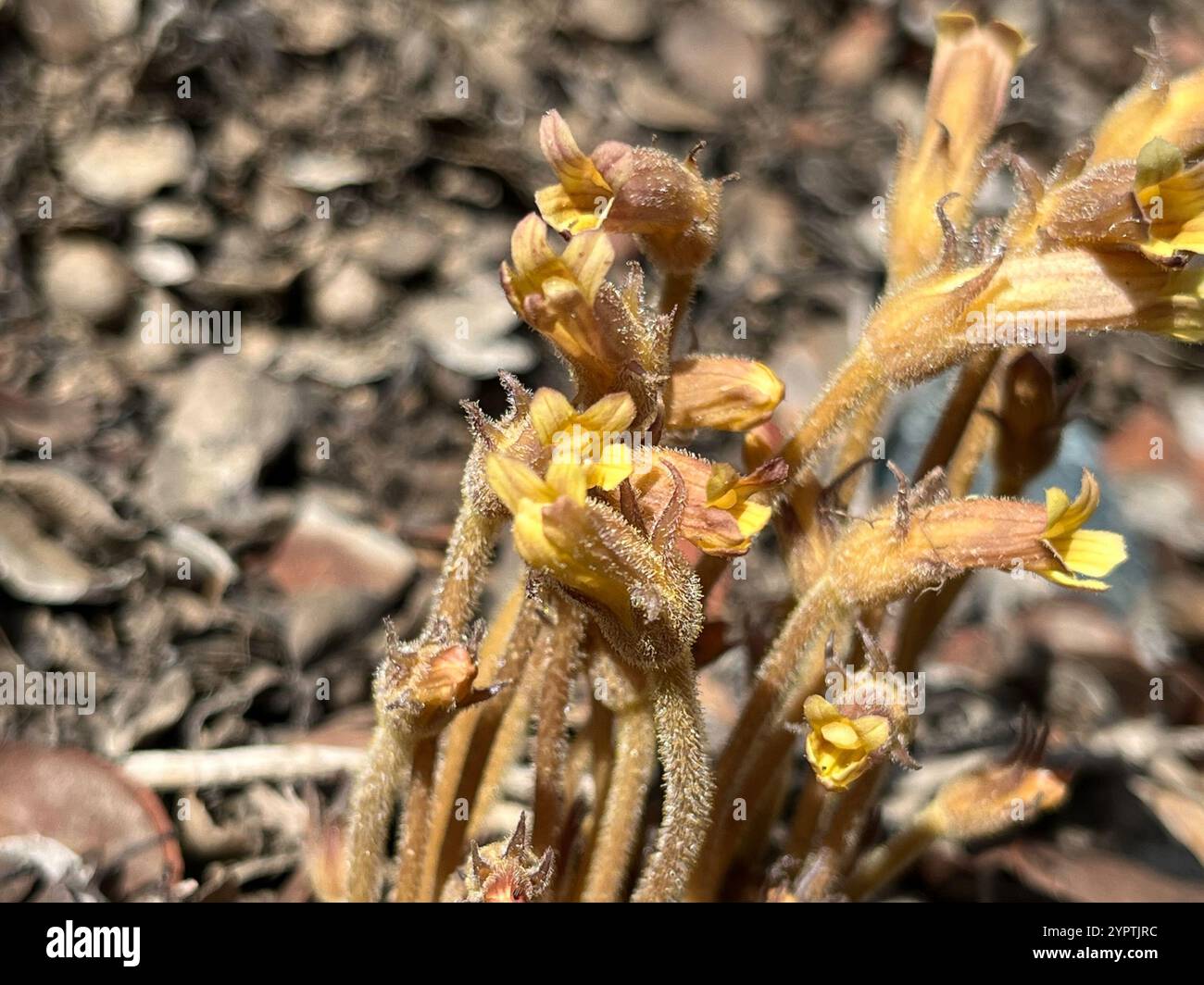 yellow clustered broomrape (Aphyllon franciscanum Stock Photo - Alamy