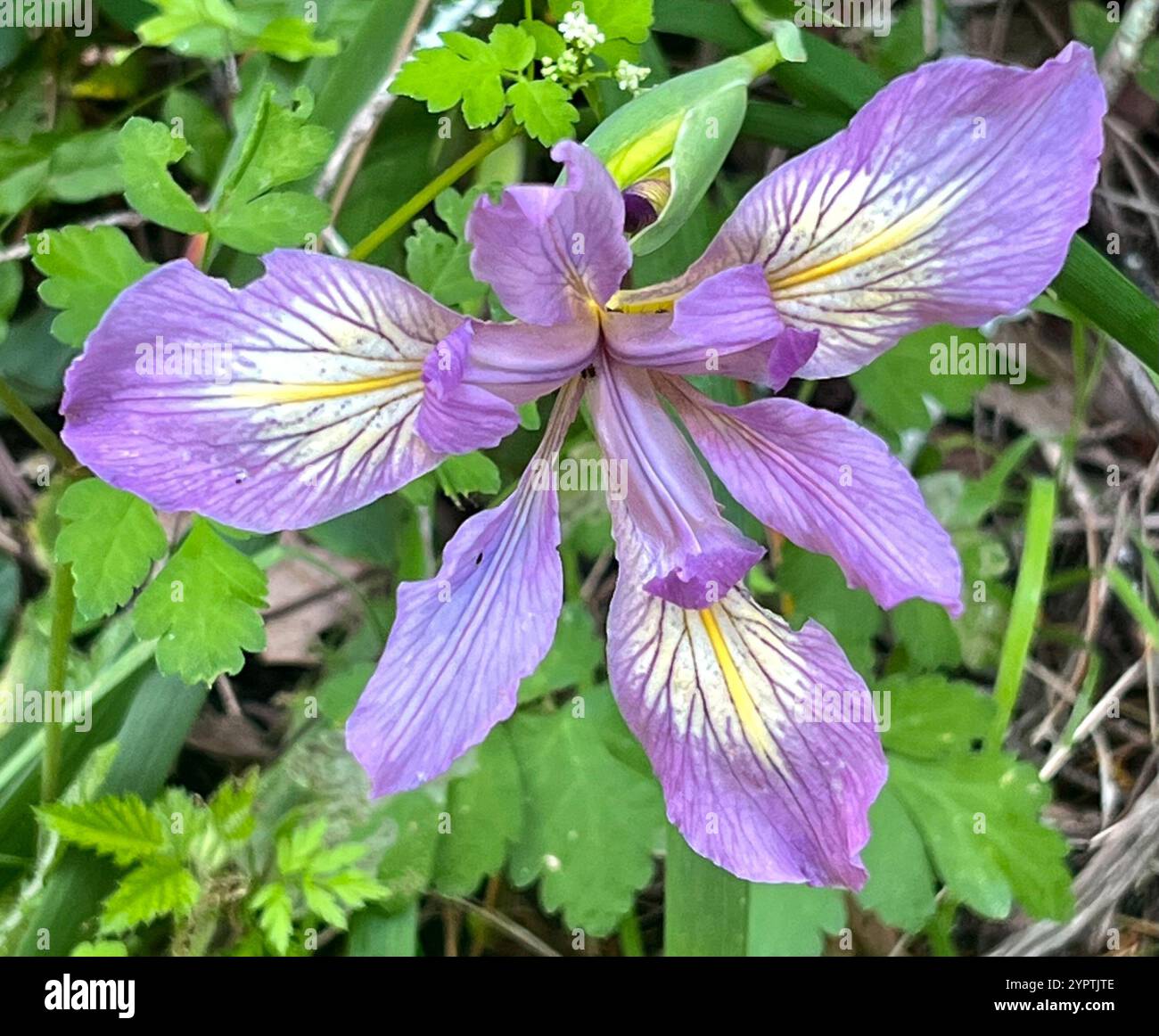 Douglas iris (Iris douglasiana Stock Photo - Alamy