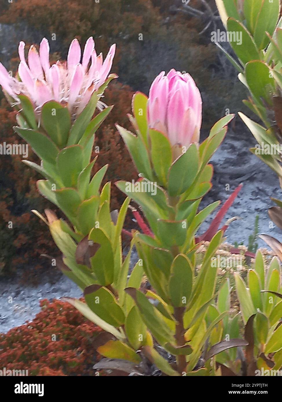 Bot River Sugarbush (Protea compacta Stock Photo - Alamy