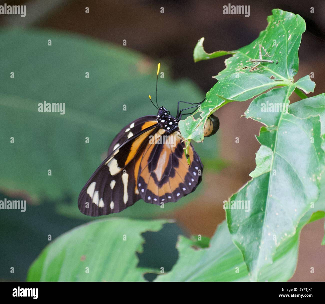 Tiger mimic queen hi-res stock photography and images - Alamy