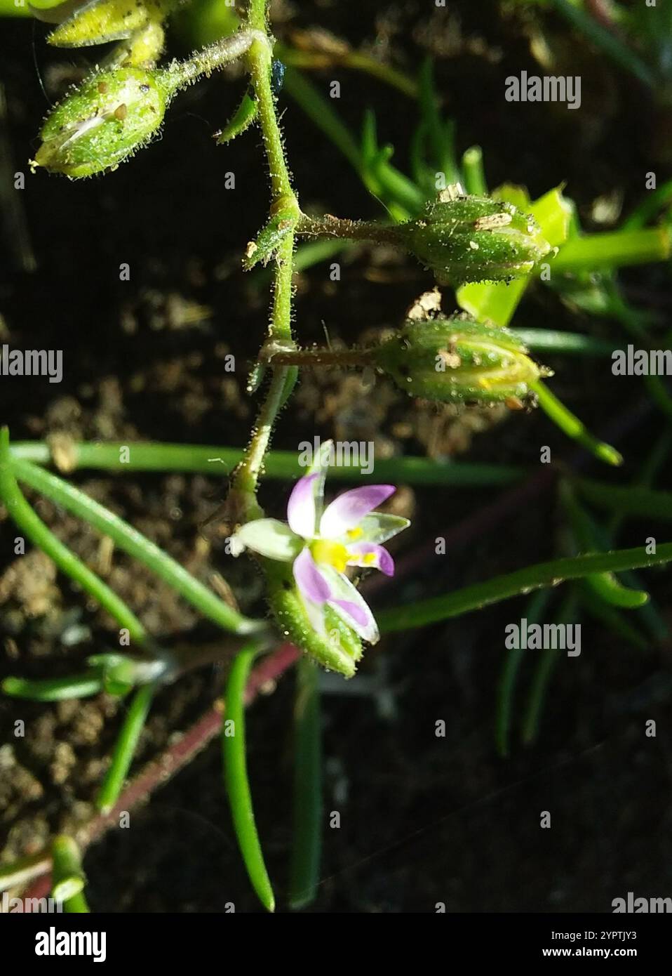 Saltmarsh Sand Spurry (Spergularia marina Stock Photo - Alamy
