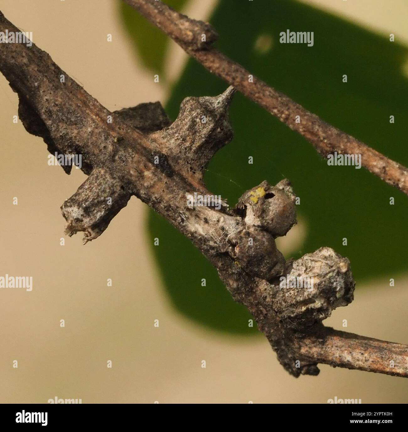 Hackberry Columnar Stem Gall Midge (Celticecis ramicola Stock Photo - Alamy