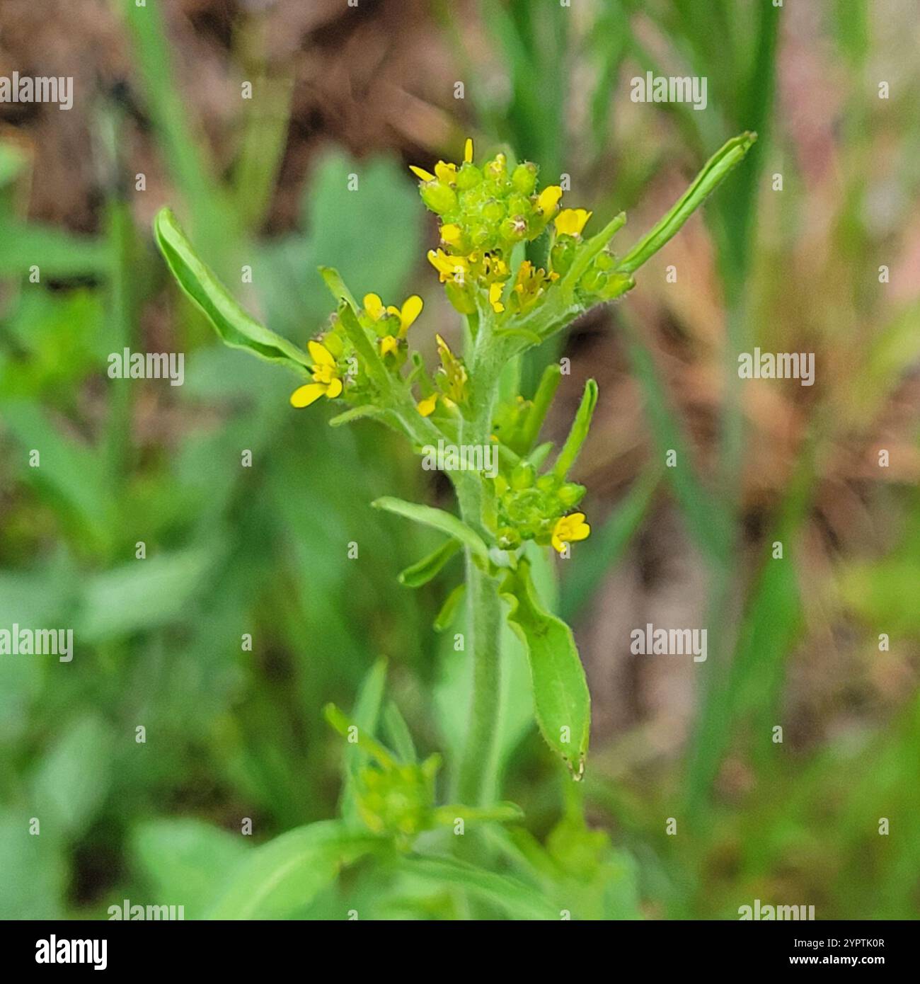 Hedge mustard (Sisymbrium officinale Stock Photo - Alamy