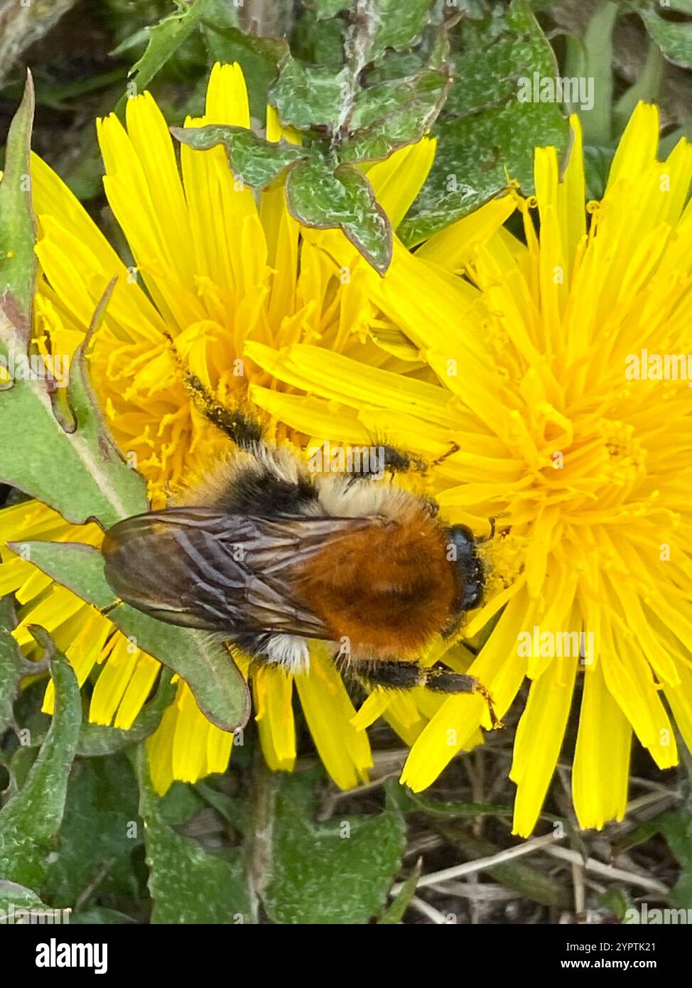 Common Carder Bumble Bee (Bombus pascuorum Stock Photo - Alamy