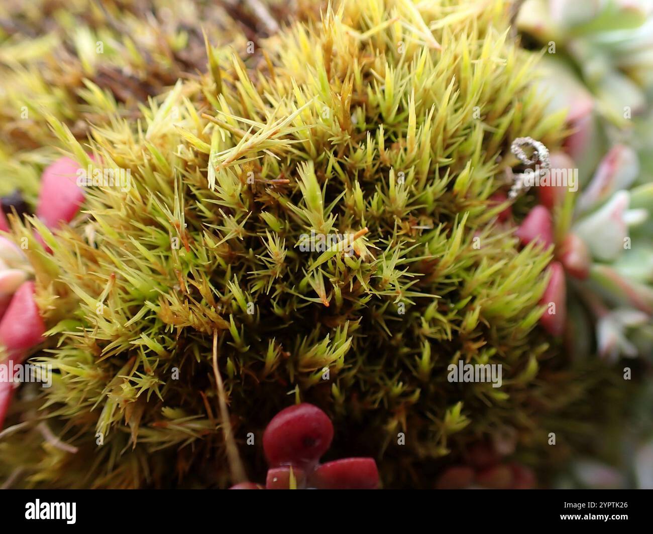 Howell's Dicranum Moss (Dicranum howellii Stock Photo - Alamy