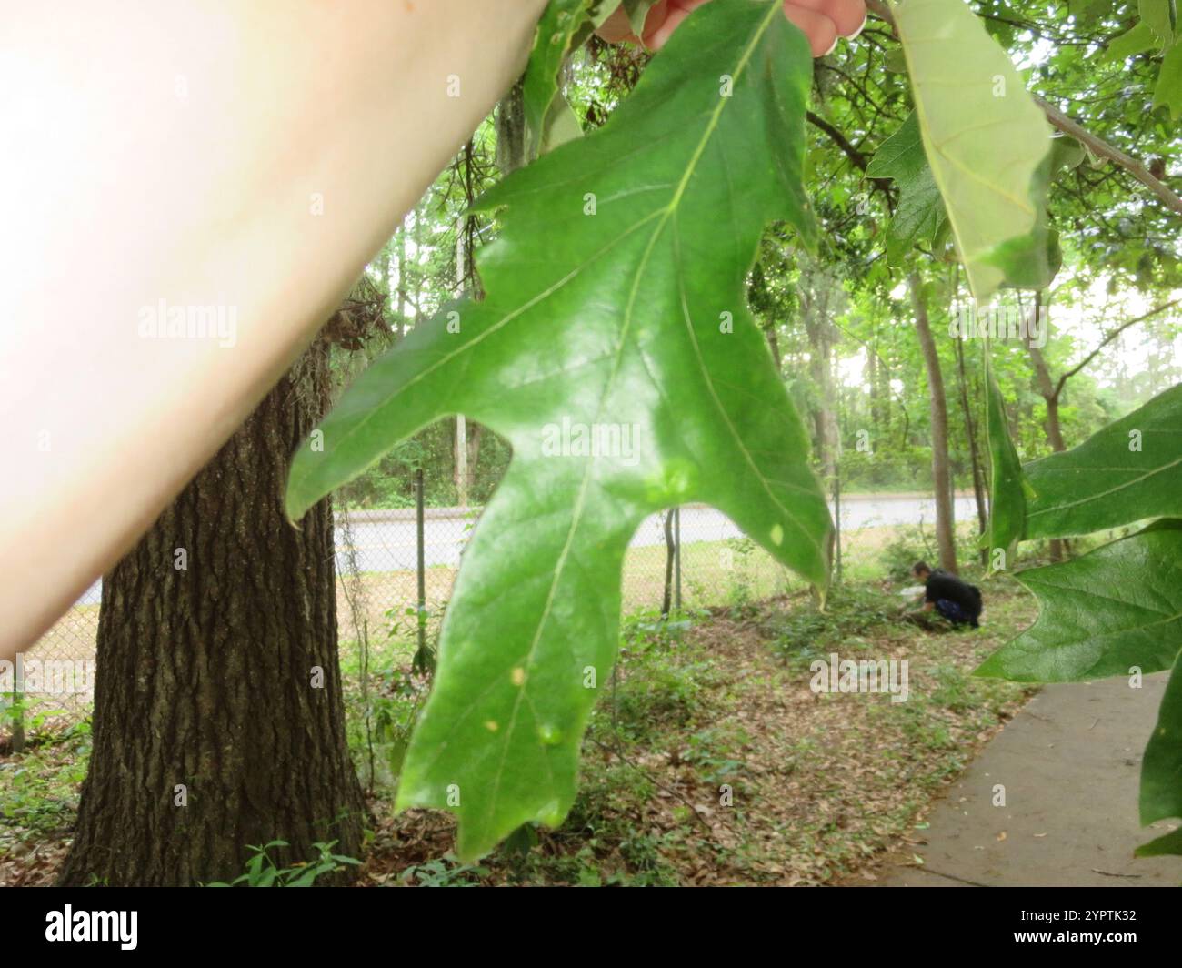 southern red oak (Quercus falcata Stock Photo - Alamy