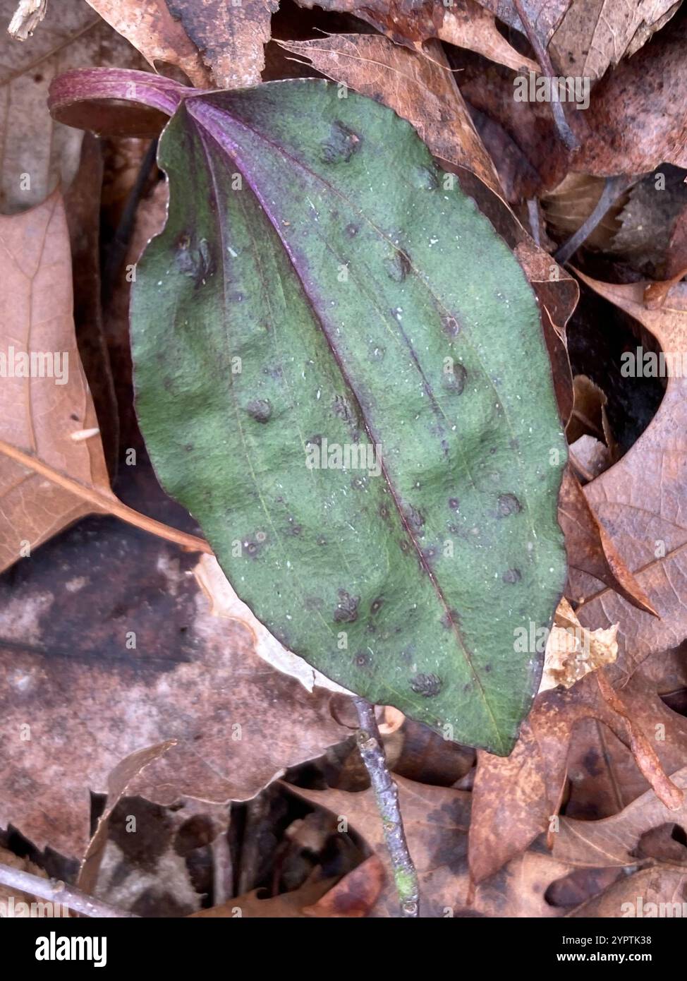 crane-fly orchid (Tipularia discolor Stock Photo - Alamy