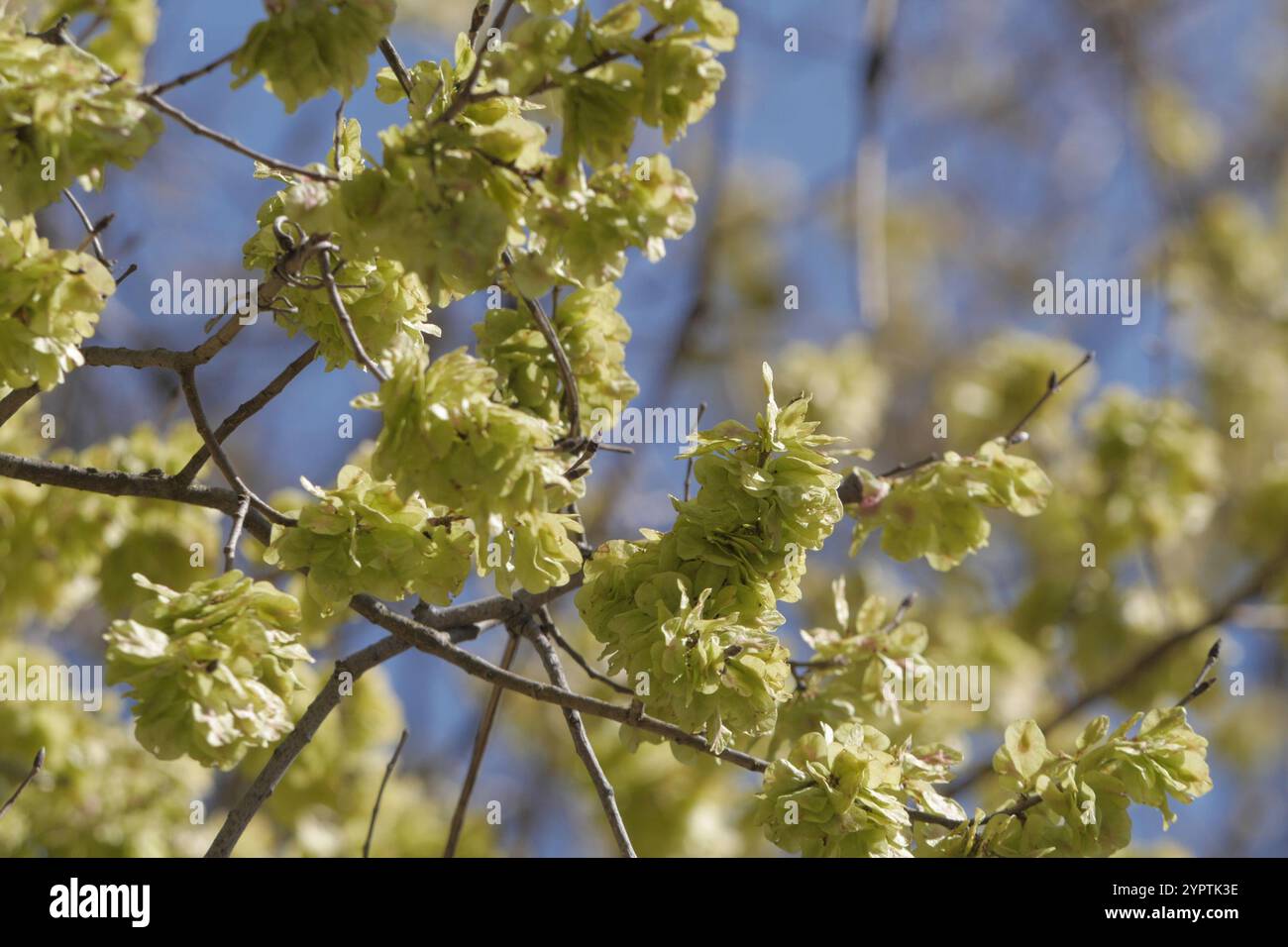 European Hop-hornbeam (Ostrya carpinifolia Stock Photo - Alamy
