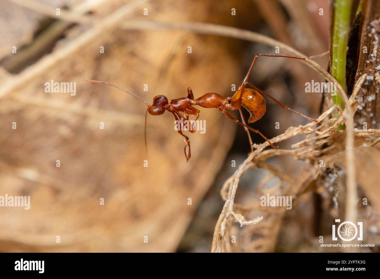 Pincer Wasps (Dryinidae Stock Photo - Alamy