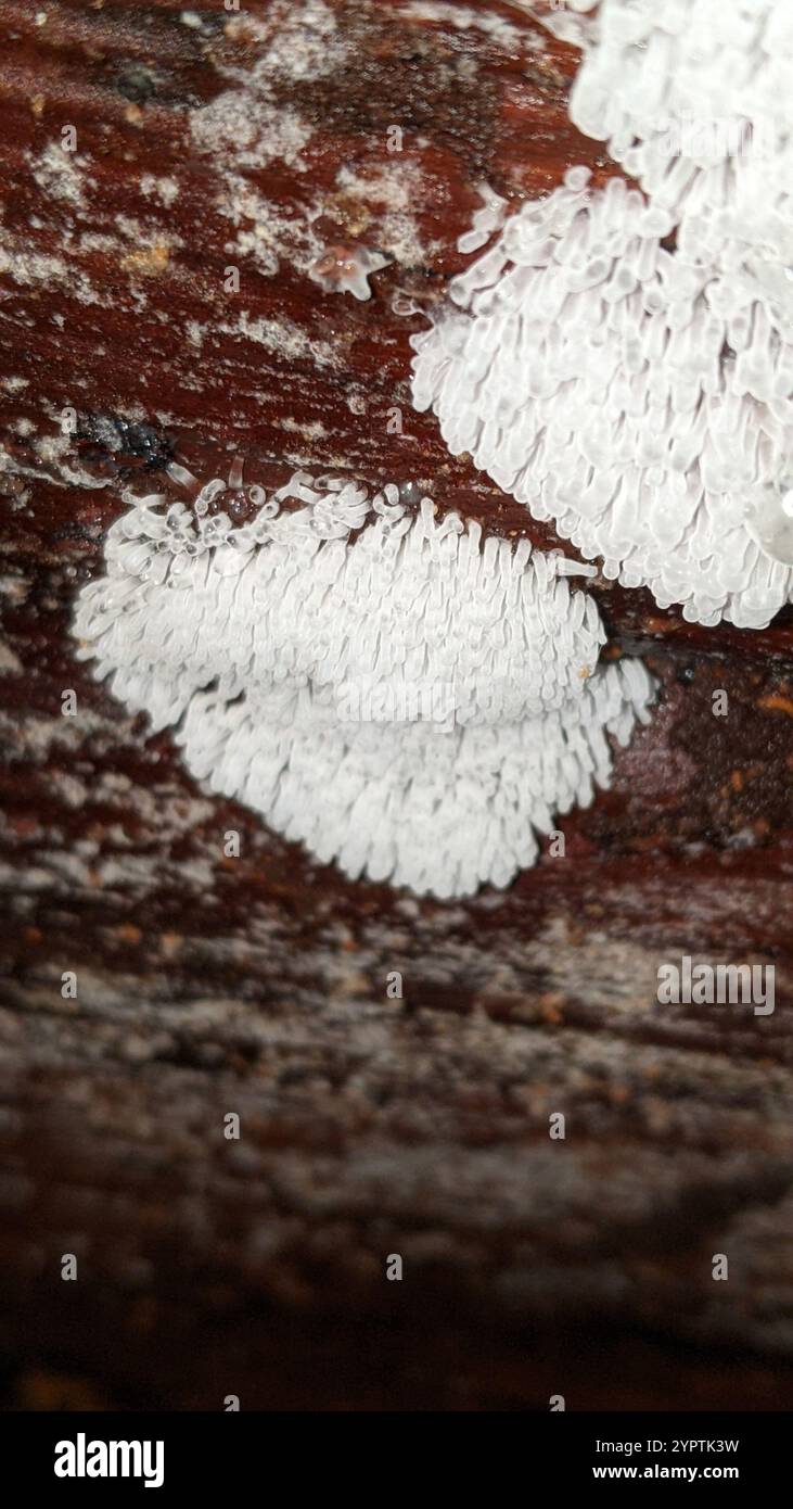 Common Coral Slime (Ceratiomyxa fruticulosa Stock Photo - Alamy