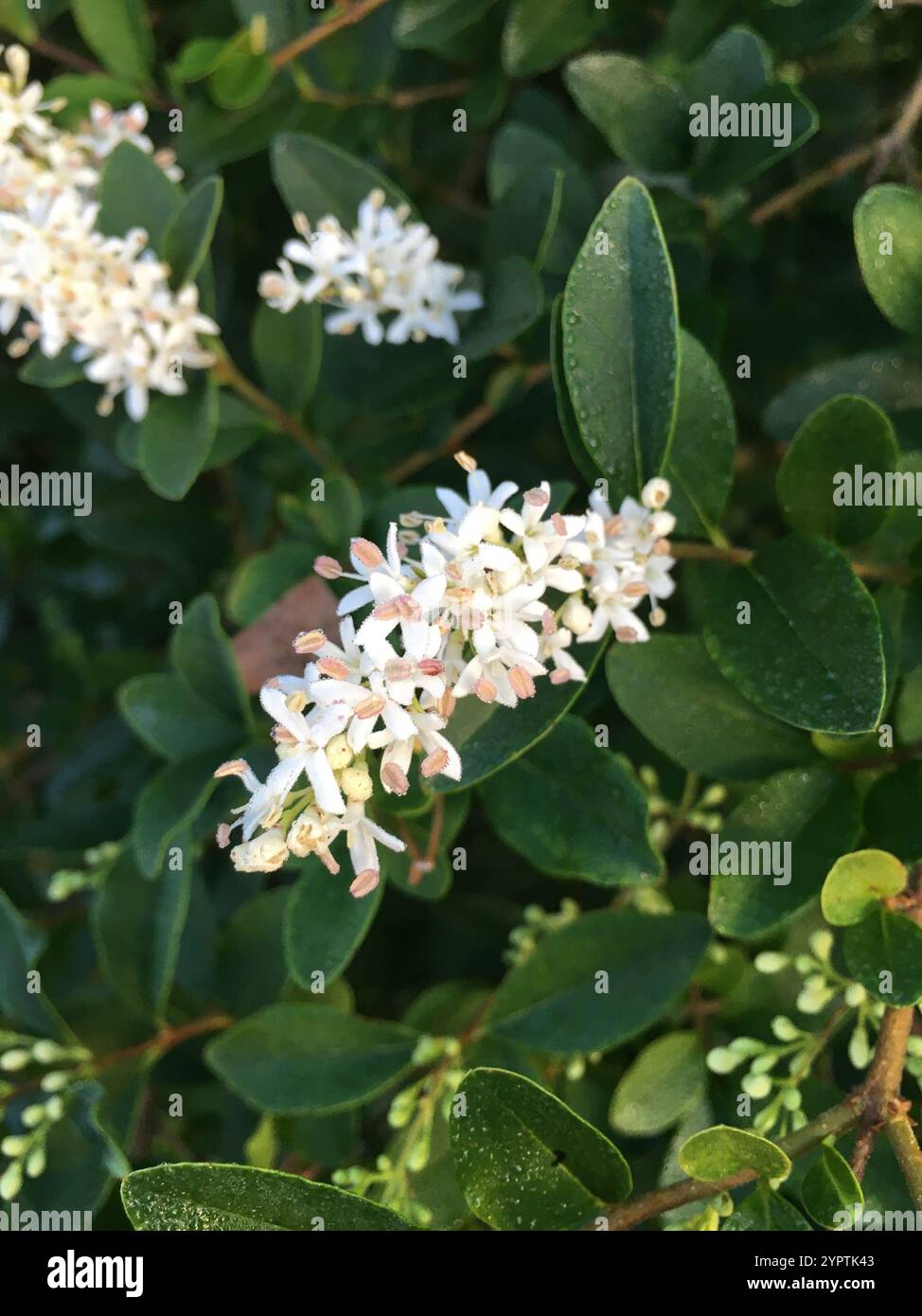 Chinese privet (Ligustrum sinense Stock Photo - Alamy