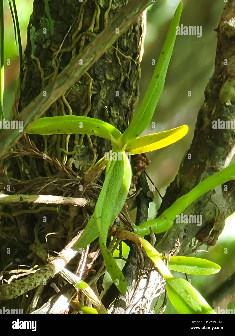 Stiff Flower Star Orchid (Epidendrum rigidum Stock Photo - Alamy