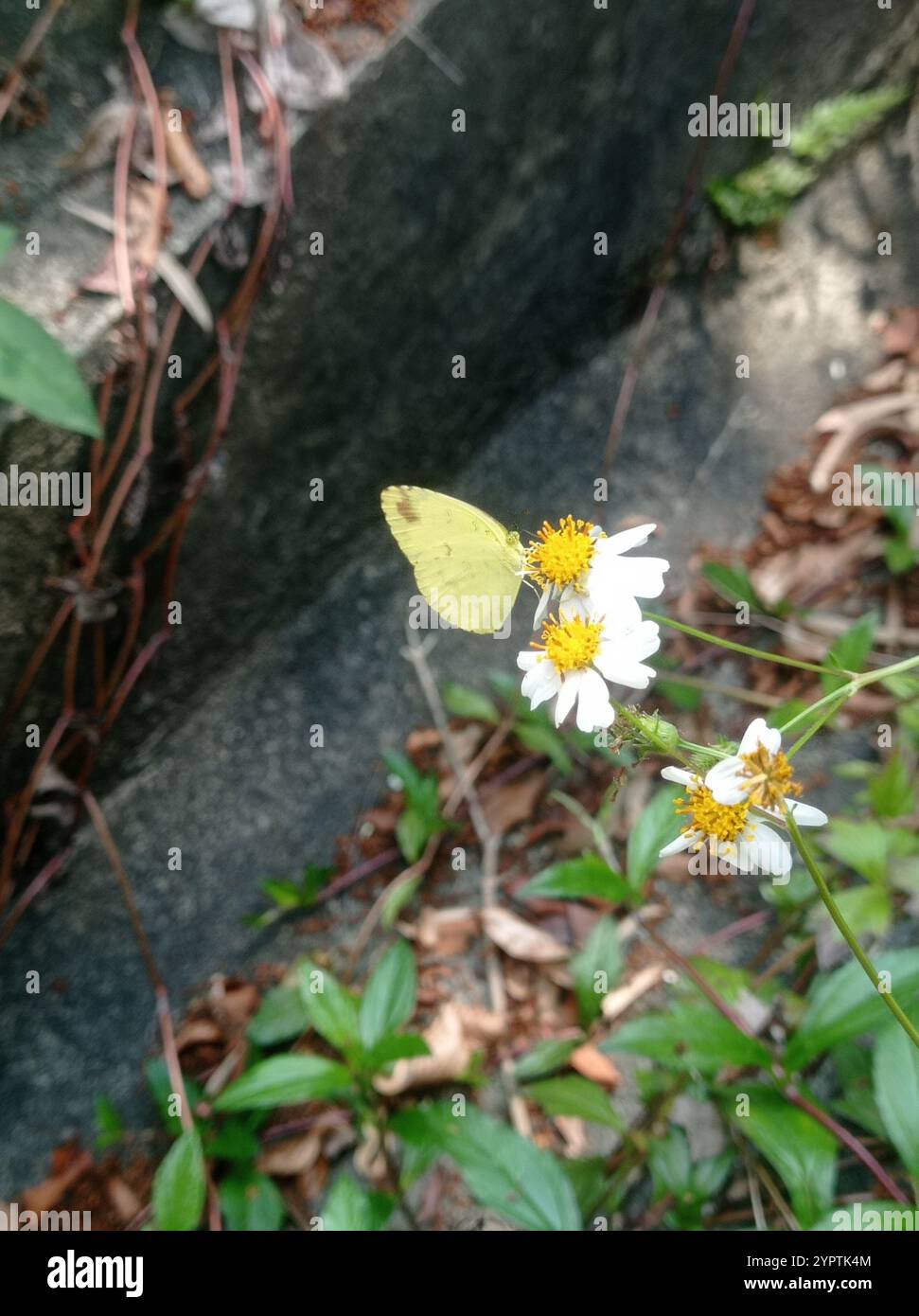 Three-spotted Grass Yellow (Eurema blanda Stock Photo - Alamy
