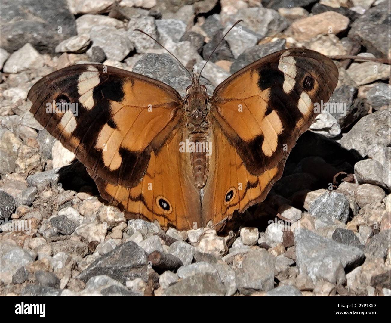 Common brown heteronympha merope hi-res stock photography and images ...