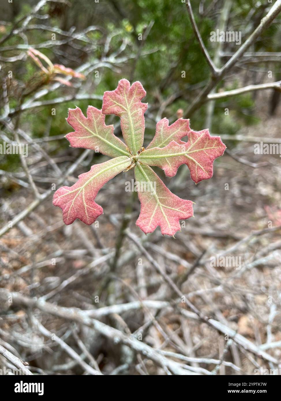 blackjack oak (Quercus marilandica Stock Photo - Alamy