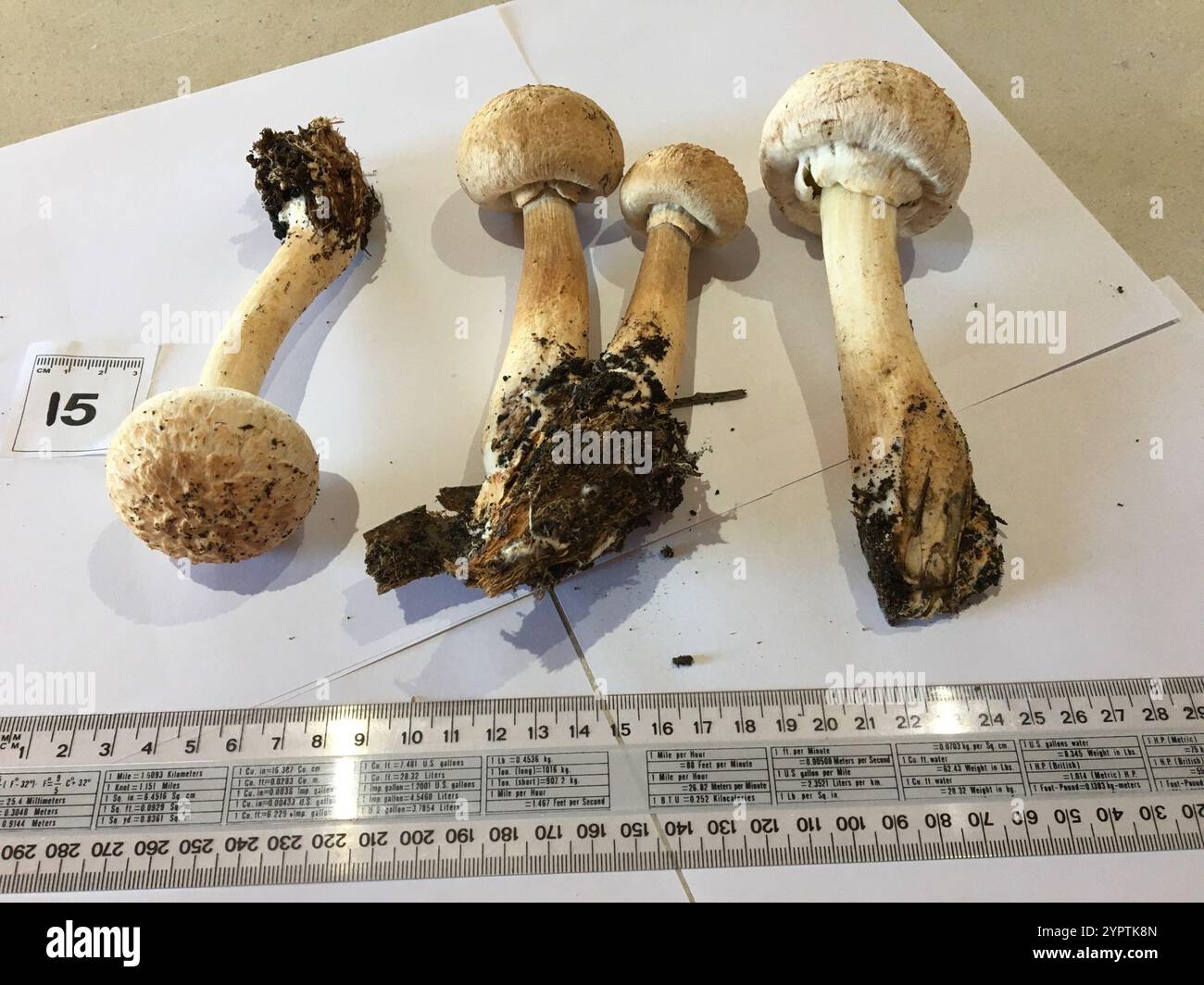 Boletellus hi-res stock photography and images - Alamy