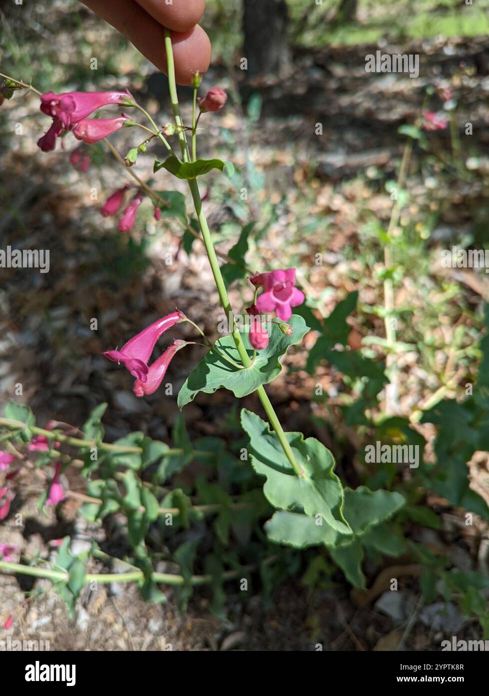 desert penstemon (Penstemon pseudospectabilis Stock Photo - Alamy