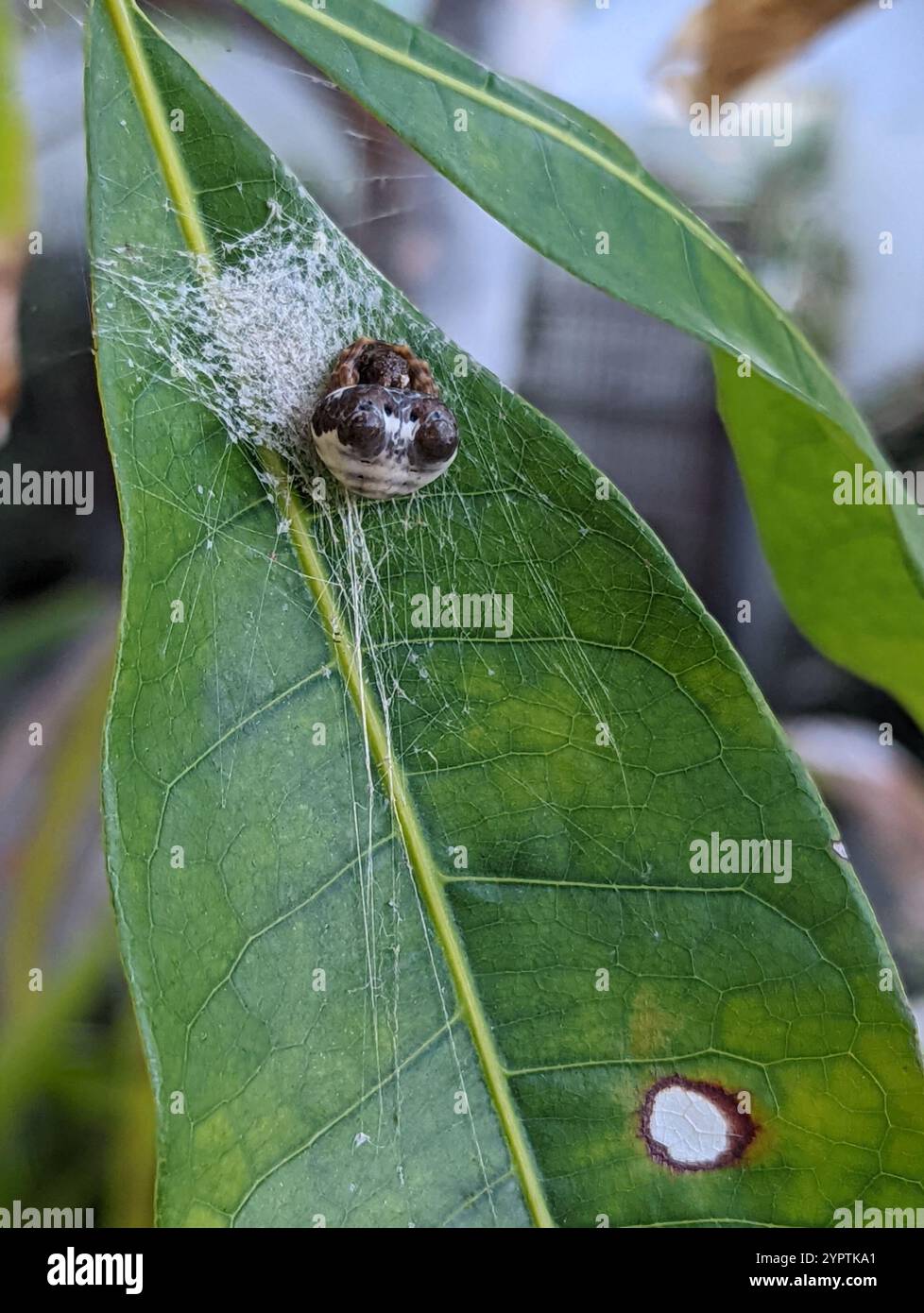 American Bolas Spiders (Mastophora Stock Photo - Alamy
