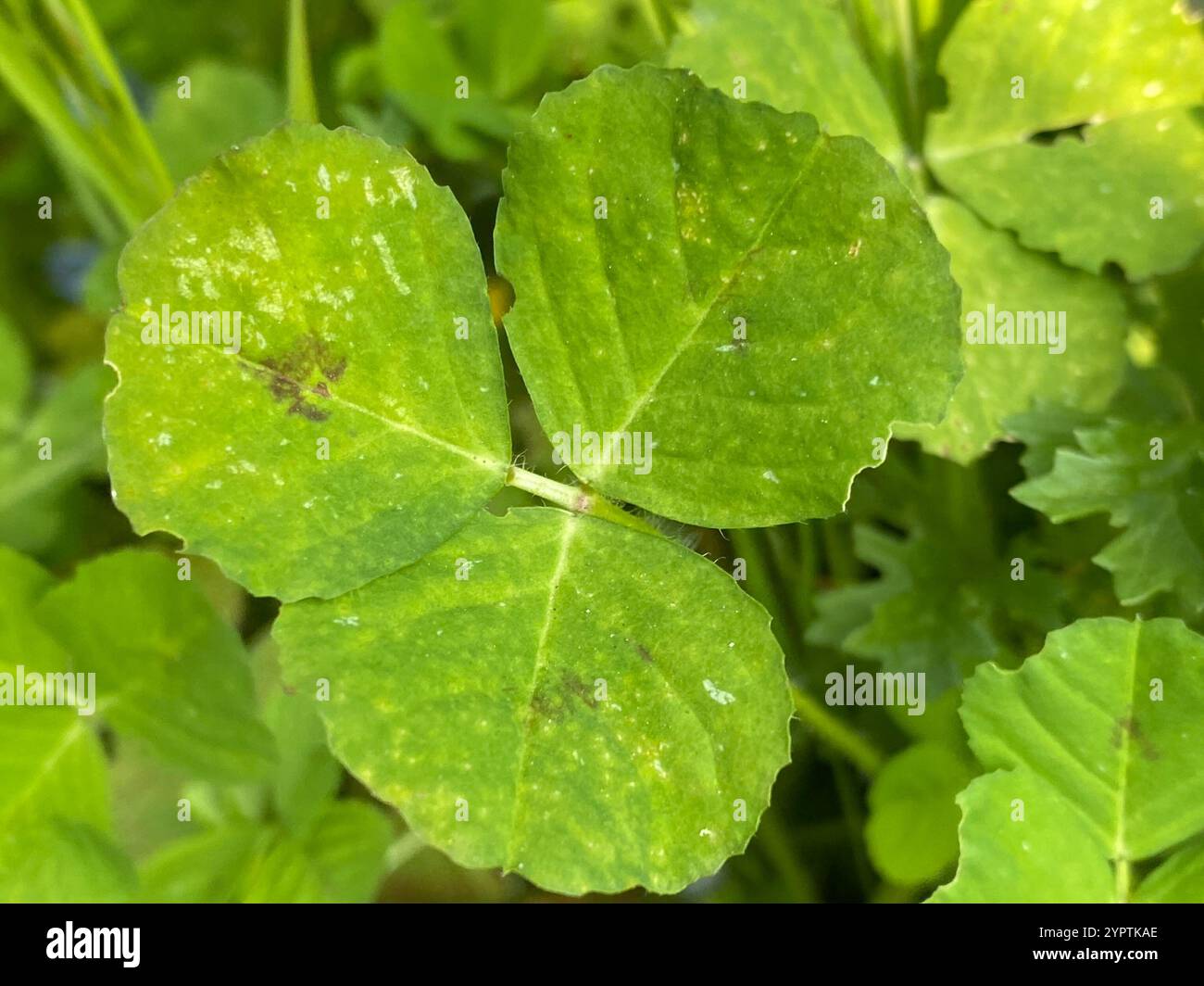 Spotted medick (Medicago arabica Stock Photo - Alamy