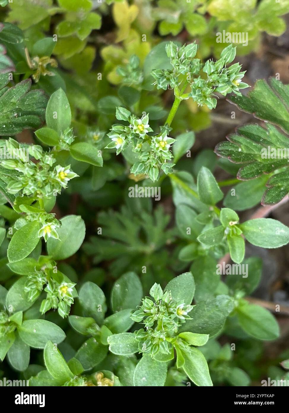 fourleaf manyseed (Polycarpon tetraphyllum Stock Photo - Alamy