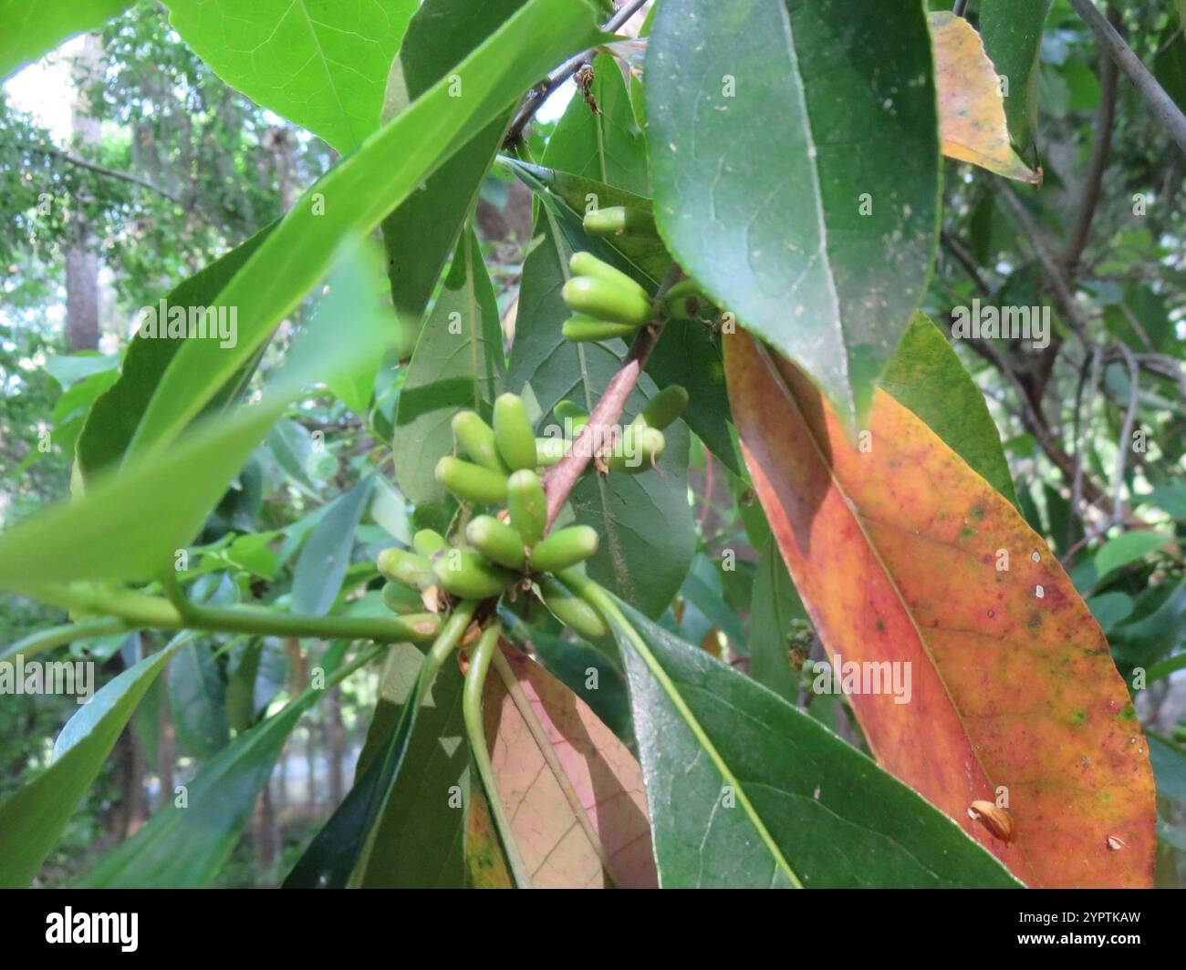 Sweetleaf (Symplocos tinctoria Stock Photo - Alamy