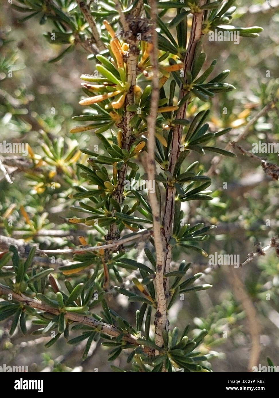 chamise (Adenostoma fasciculatum Stock Photo - Alamy