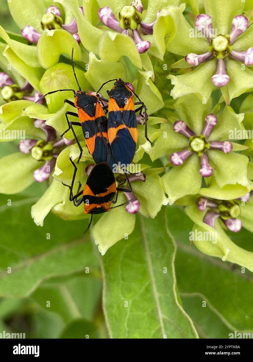 Large Milkweed Bug (Oncopeltus fasciatus Stock Photo - Alamy