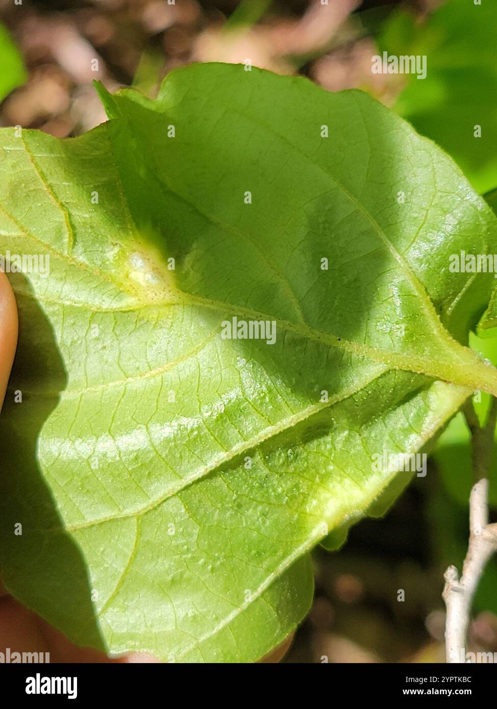 Witch-hazel Cone Gall Aphid (Hormaphis hamamelidis Stock Photo - Alamy