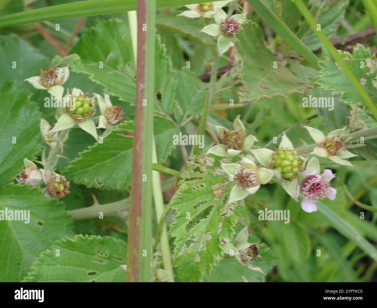 White Bramble (Rubus rigidus Stock Photo - Alamy