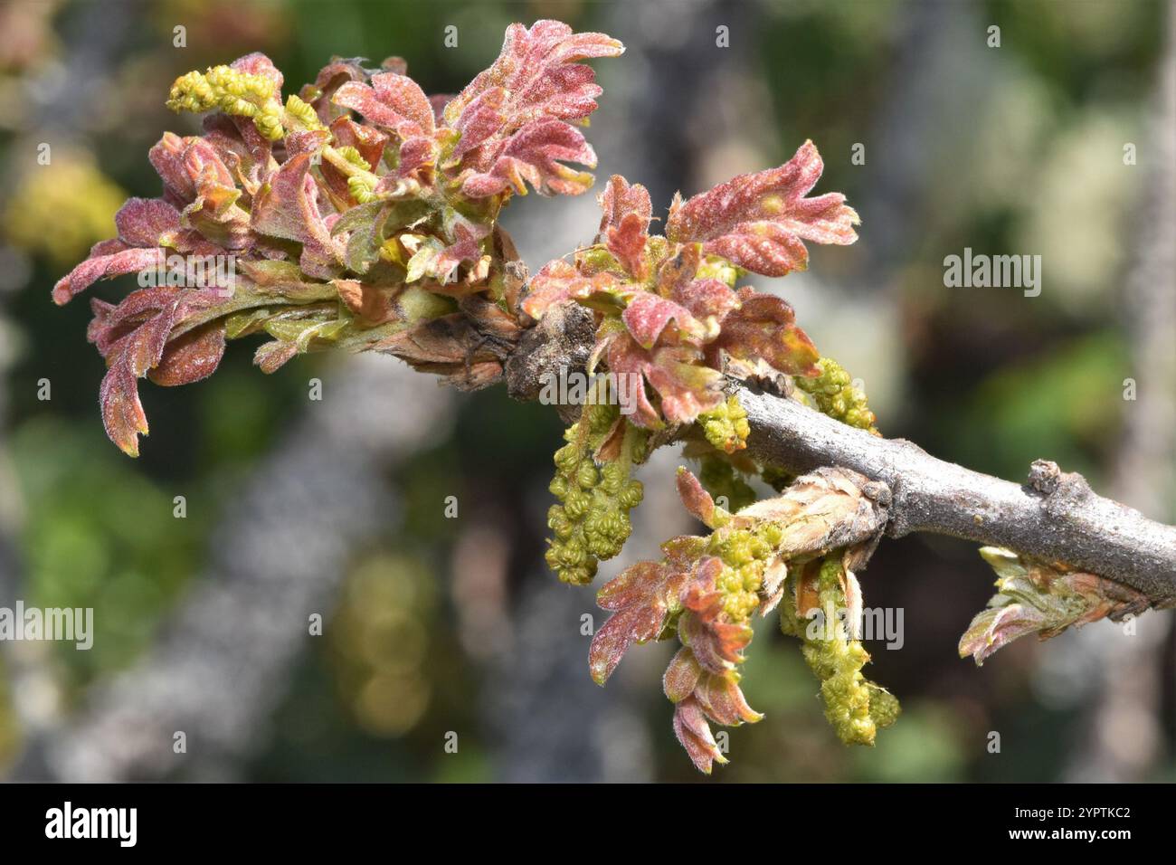 Oregon oak (Quercus garryana Stock Photo - Alamy