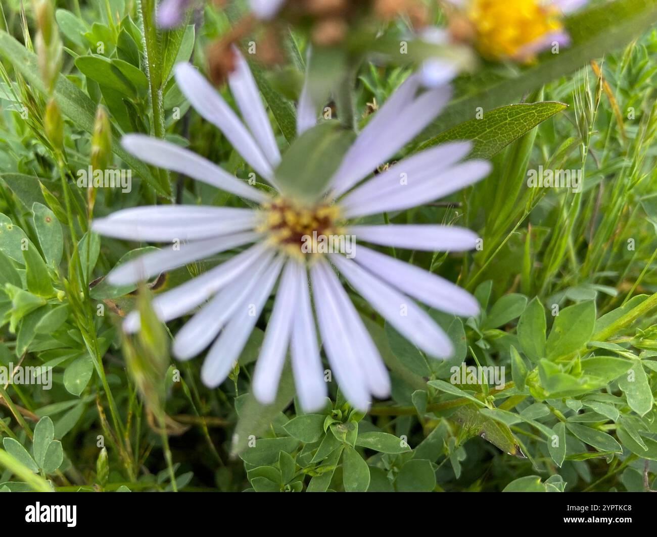 Pacific Aster (Symphyotrichum chilense Stock Photo - Alamy