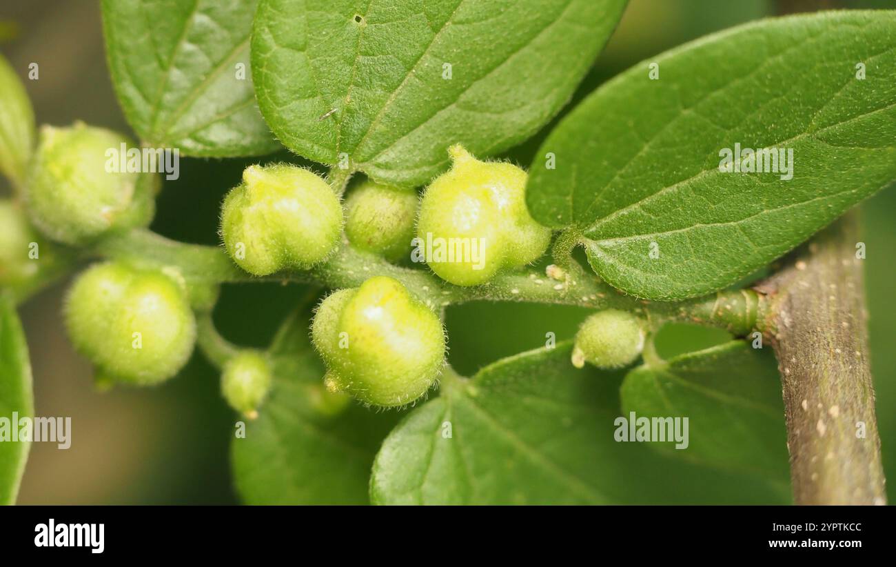 Hackberry Aggregate Gall Midge (Celticecis connata Stock Photo - Alamy