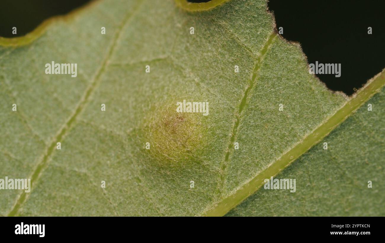 Oak Leaf Blister (Taphrina caerulescens Stock Photo - Alamy