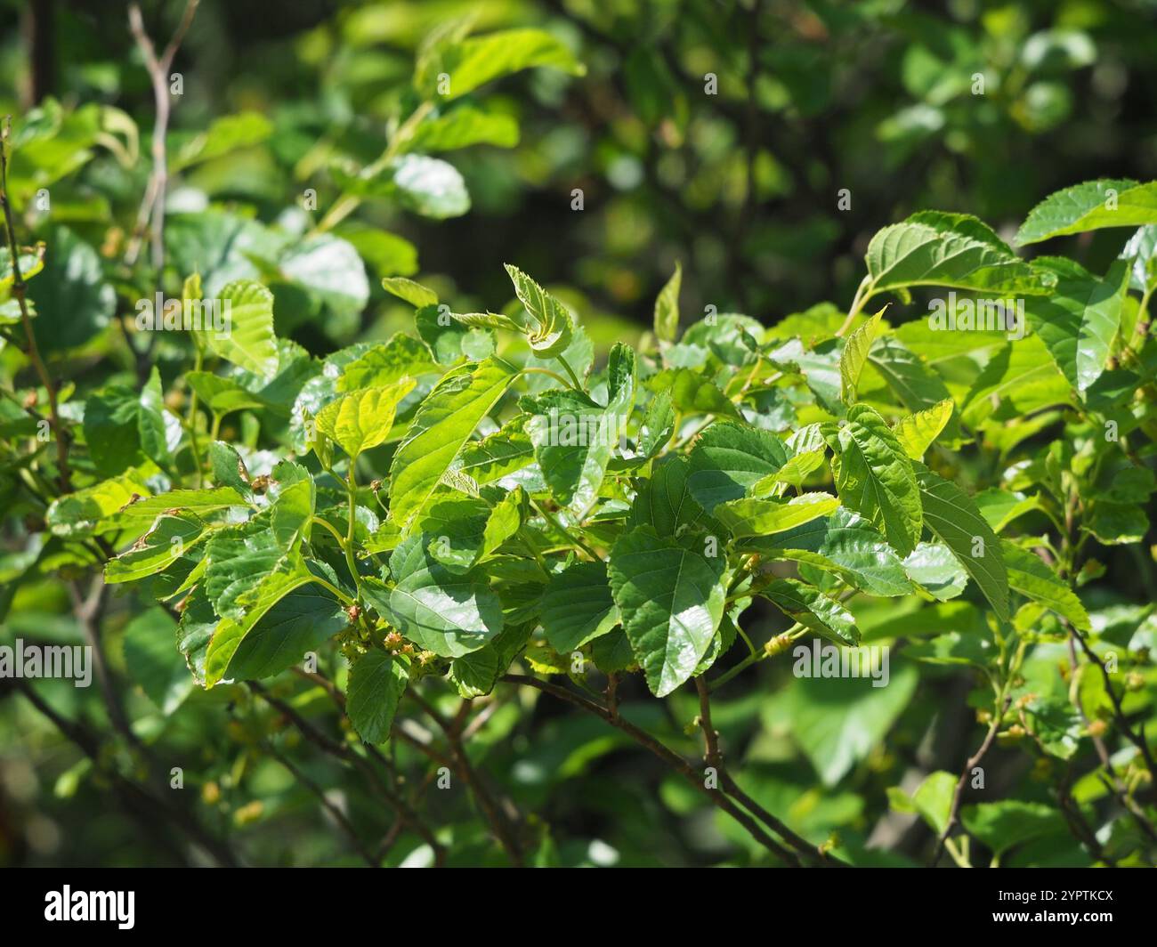 Korean mulberry (Morus indica Stock Photo - Alamy