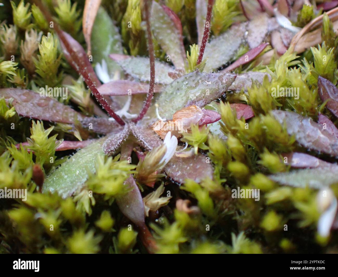 Common Whitlowgrass (Draba verna Stock Photo - Alamy