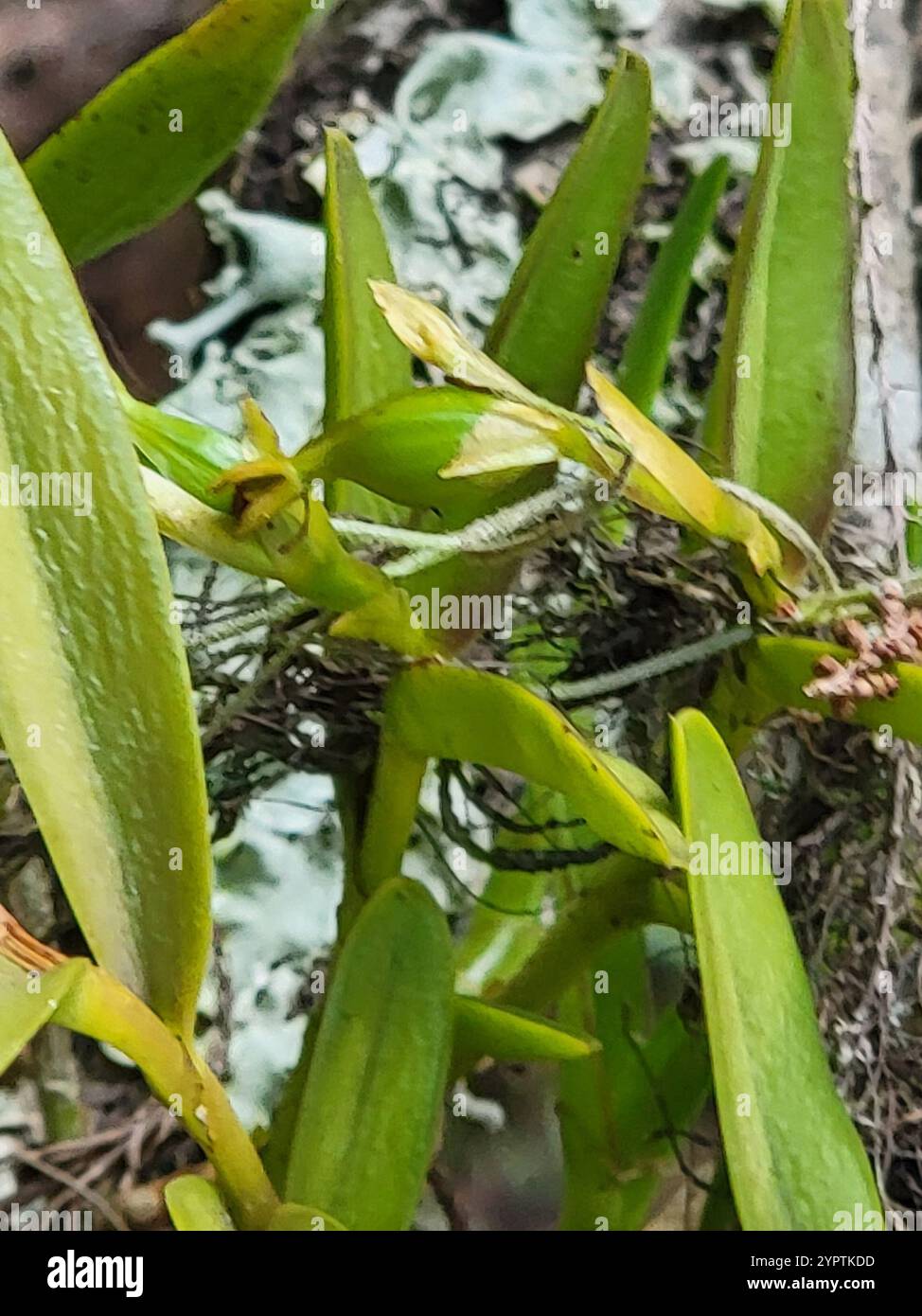 Stiff Flower Star Orchid (Epidendrum rigidum Stock Photo - Alamy