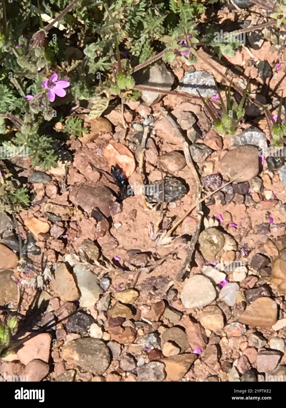 Ants, Bees, Wasps, and Sawflies (Hymenoptera Stock Photo - Alamy