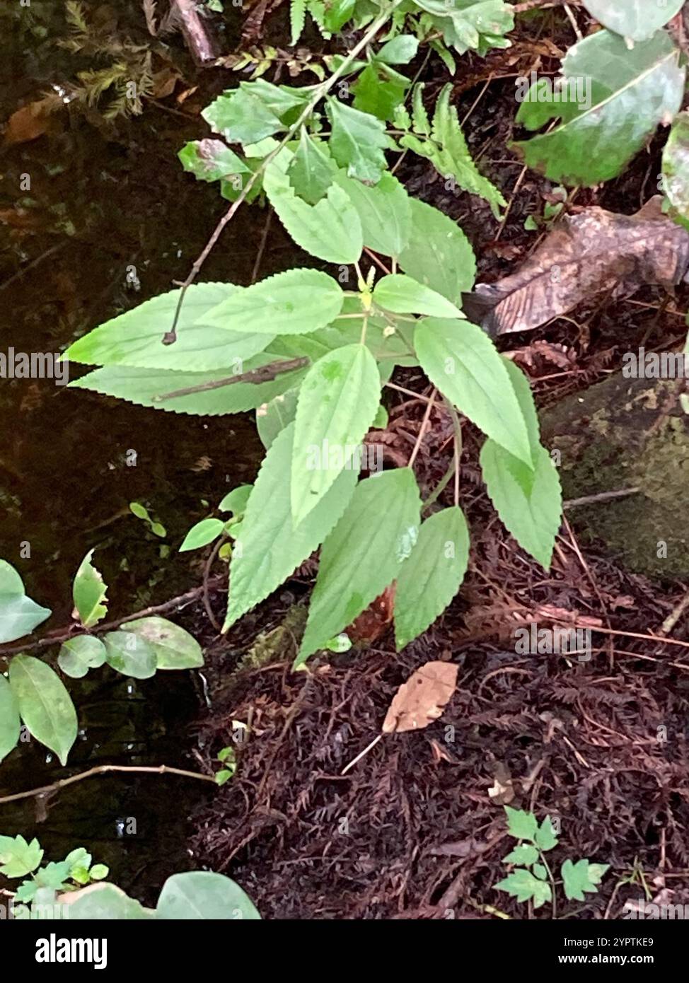 false nettle (Boehmeria cylindrica Stock Photo - Alamy