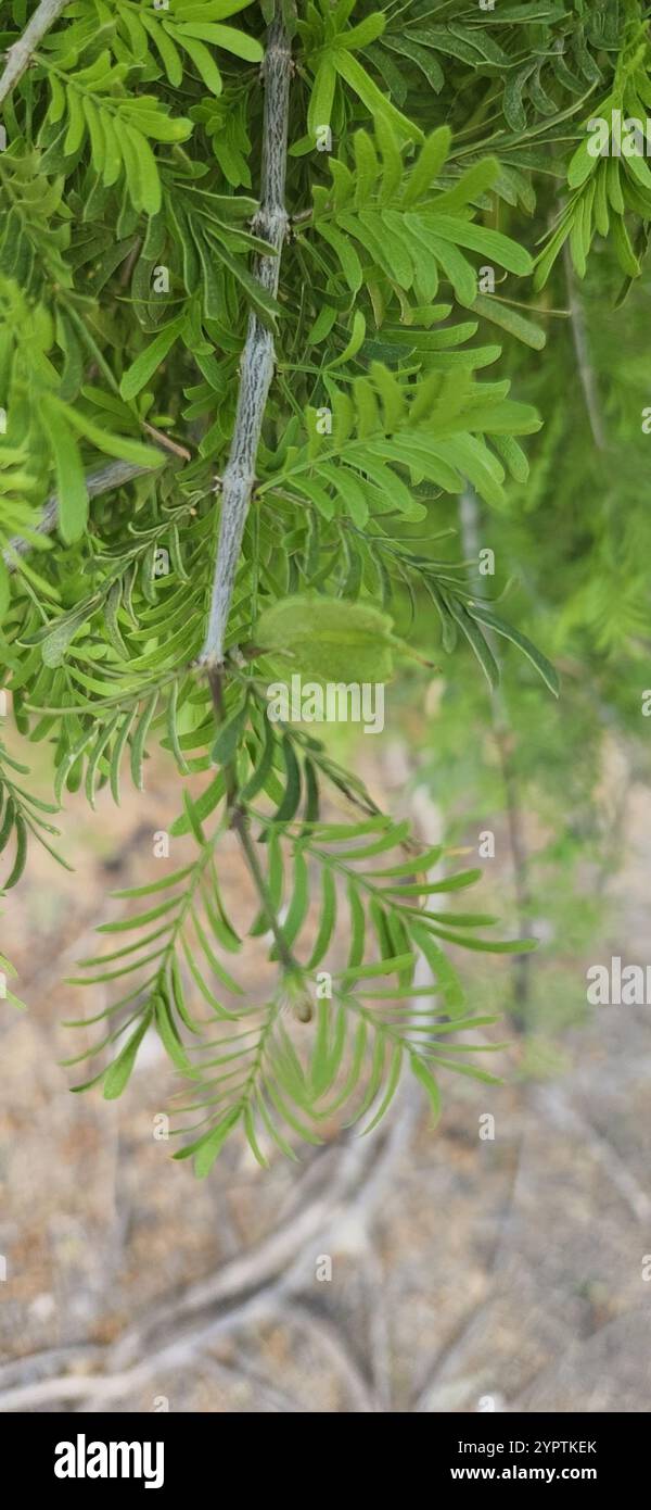 Texas lignum-vitae (Guaiacum angustifolium Stock Photo - Alamy
