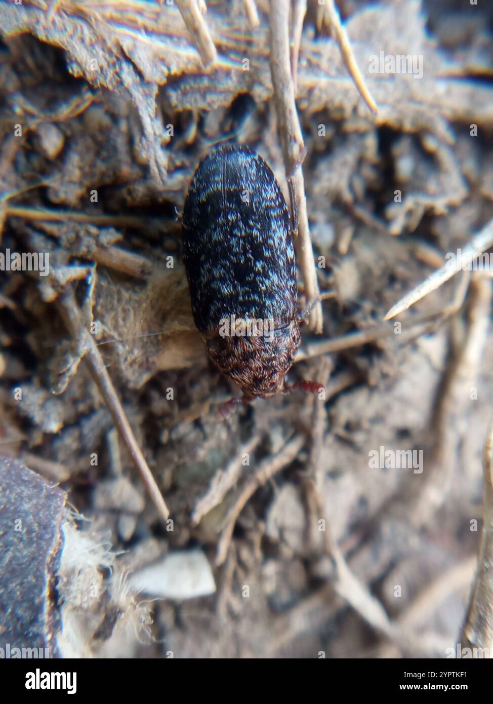 Dermestes undulatus hi-res stock photography and images - Alamy