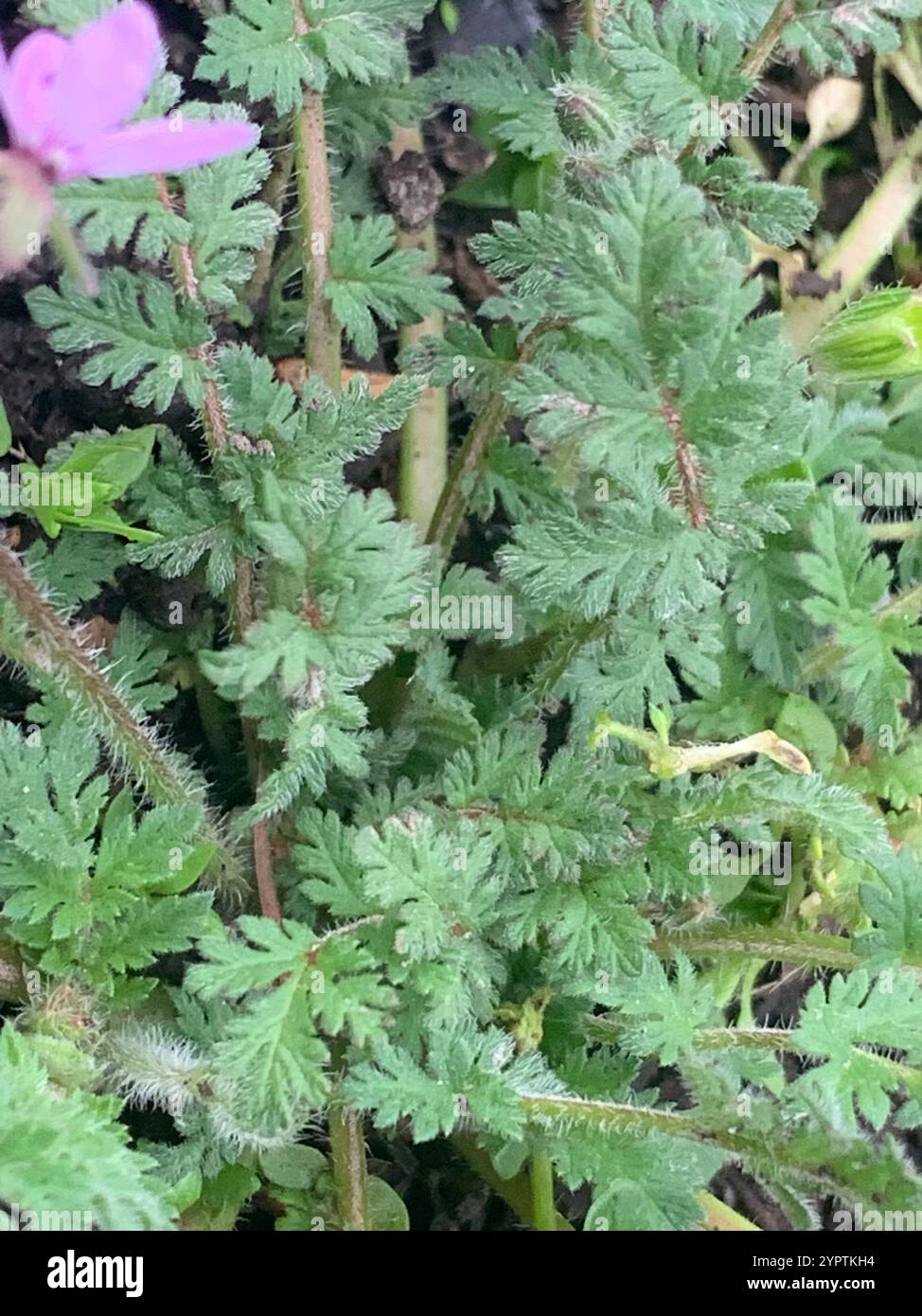 Redstem Stork's-bill (Erodium cicutarium Stock Photo - Alamy
