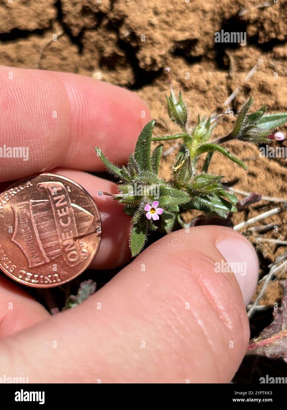 slender phlox (Microsteris gracilis Stock Photo - Alamy